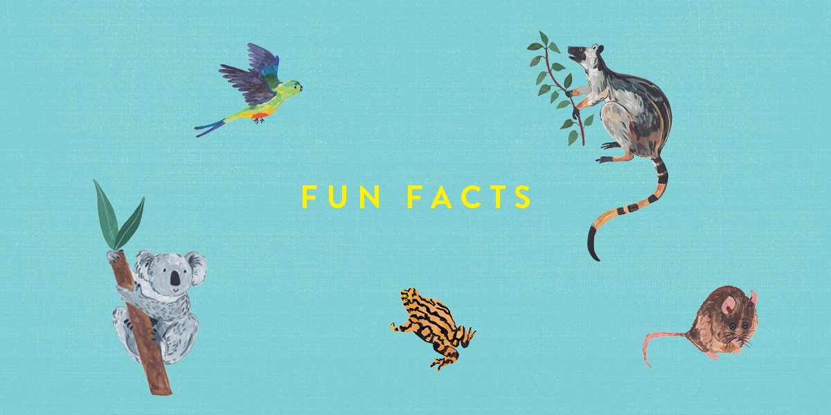 Fun Facts: Ninja Bandicoots and Turbo-Charged Wombats | Black Inc. Fun Facts: Ninja Bandicoots and Turbo-Charged Wombats | Black Inc.